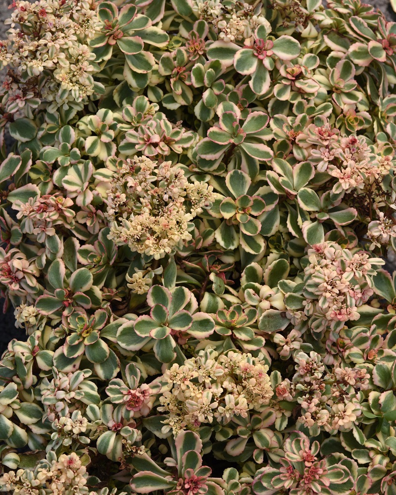 Sedum Spurium What A Doozie James Greenhouses Perennial Plugs Sedum Spurium What A Doozie James Greenhouses Perennial Plugs